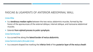 Ant. ABDOMINAL WALL.pptx