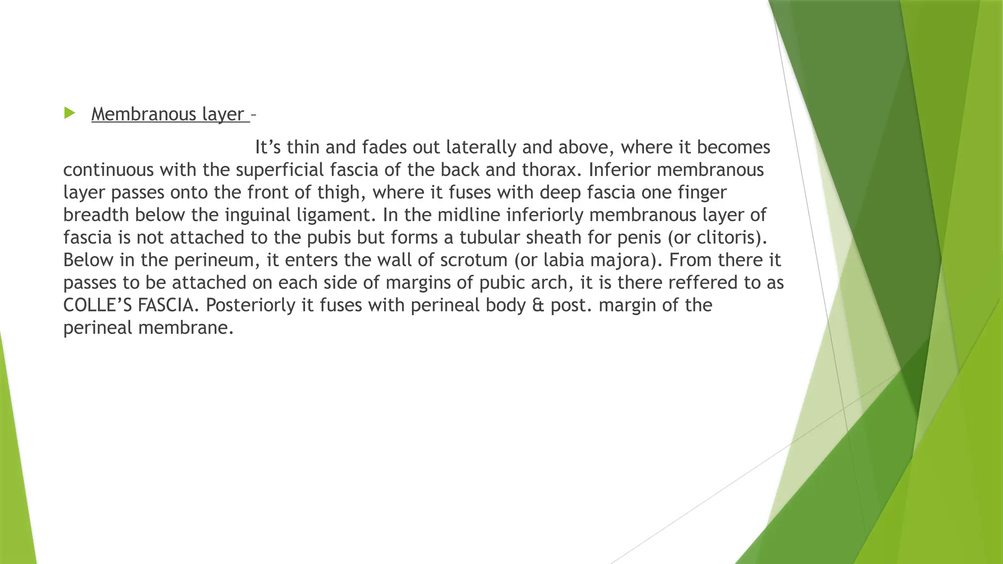 Ant. abdominal wall (3) anatomy pptsupdated | PPT