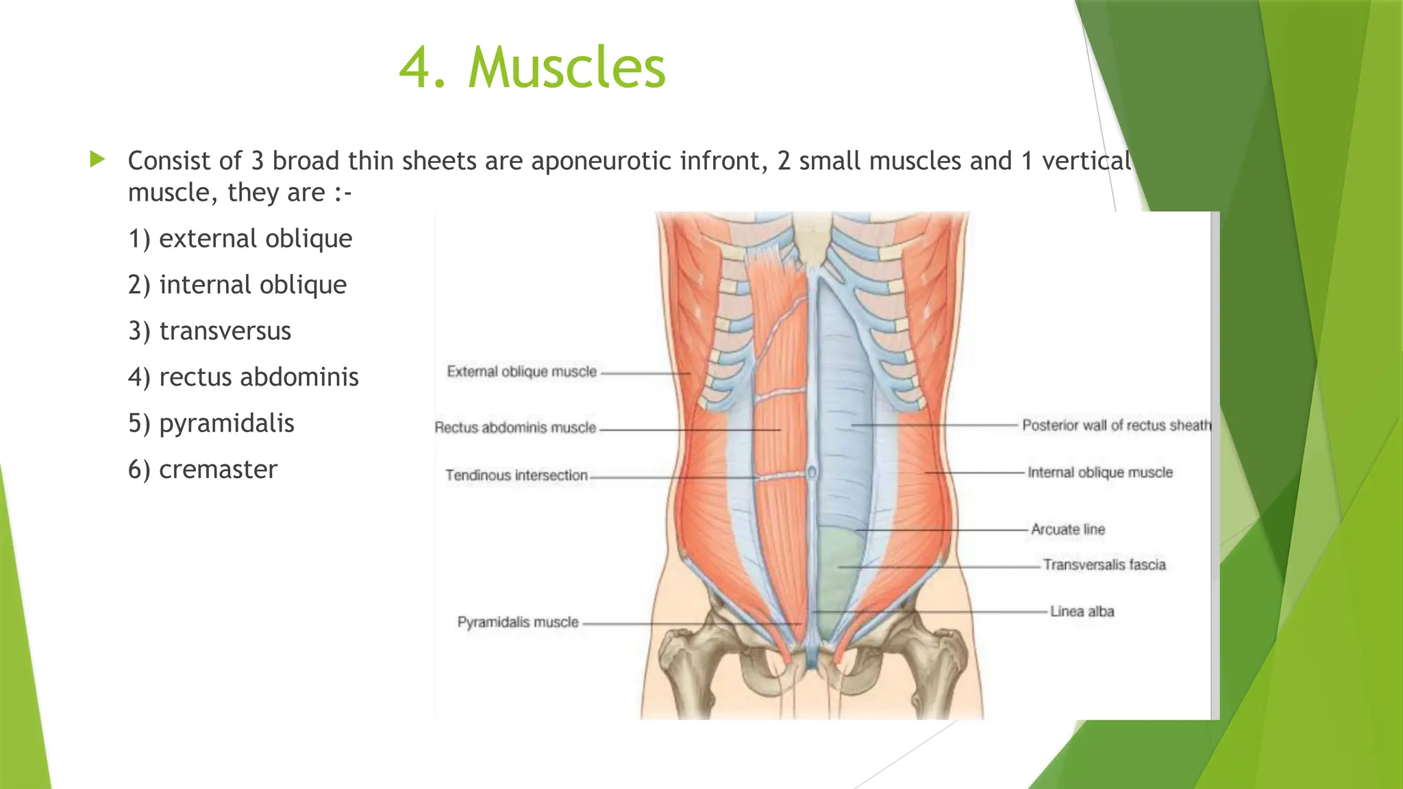 Ant. abdominal wall (3) anatomy pptsupdated | PPT