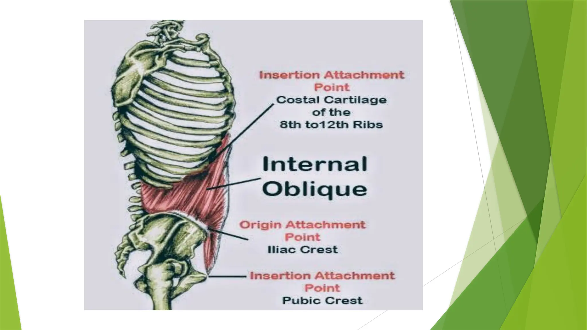 Ant. abdominal wall (3) anatomy pptsupdated | PPT