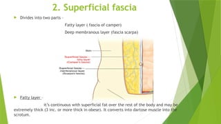 Ant. abdominal wall (3) anatomy pptsupdated | PPTX