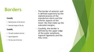Ant. abdominal wall (3) anatomy pptsupdated | PPT