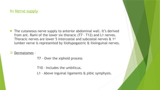 Ant. abdominal wall (3) anatomy pptsupdated | PPT