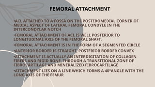 Anterior cruciate ligament anatomy- Ortho | PPTX