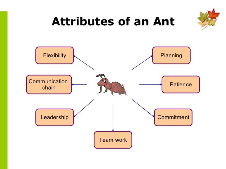 Attributes of Ant and We