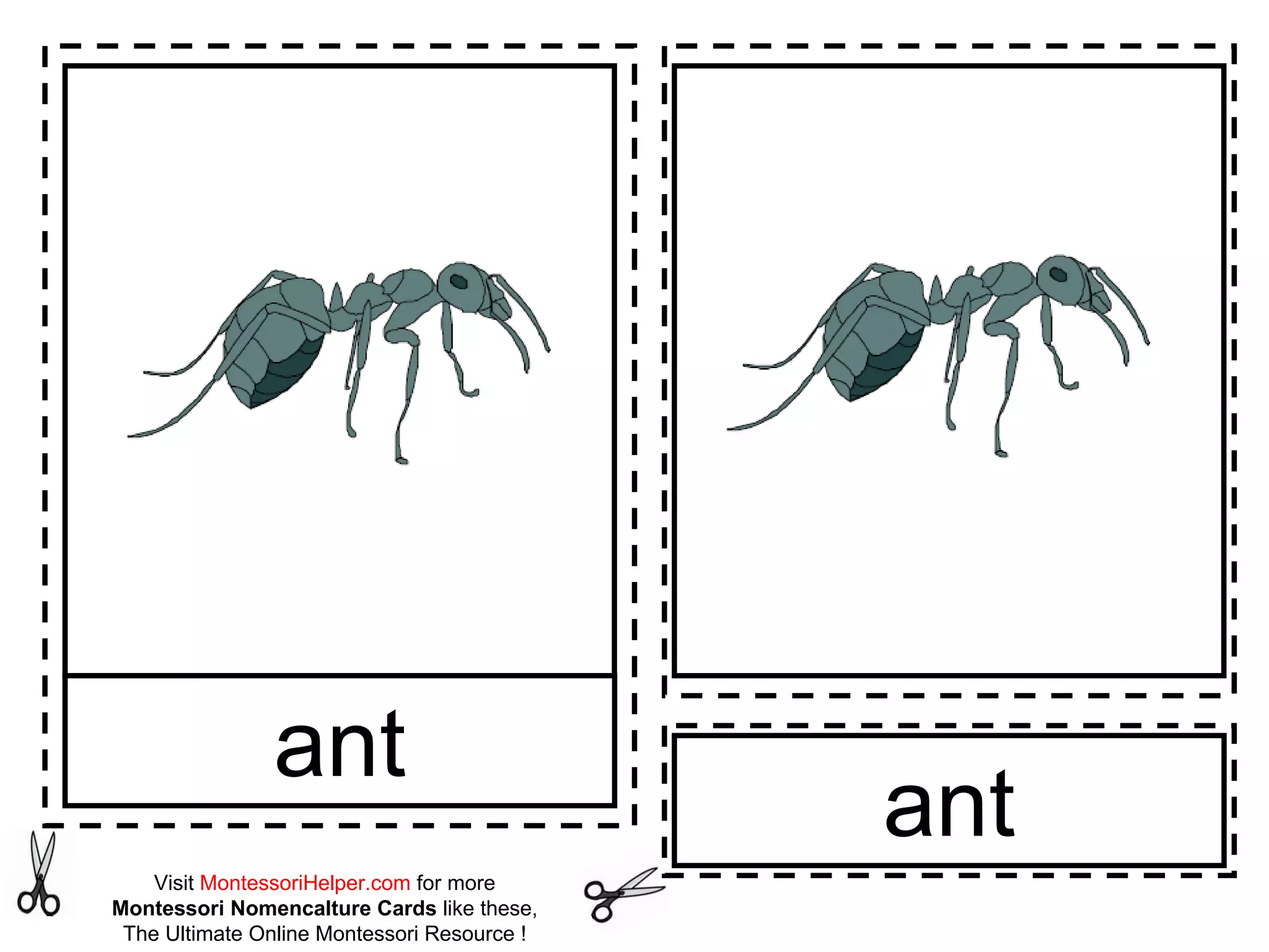 Montessori Parts of an Ant Materials Age 3 to 6 | PDF