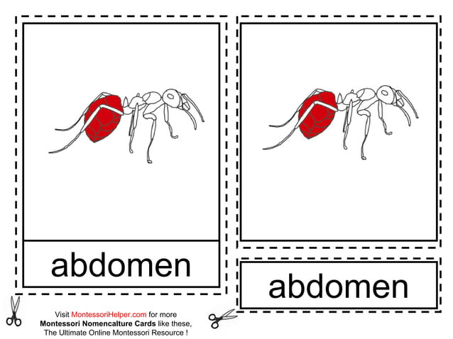 Montessori Parts of an Ant Materials Age 3 to 6 | PDF