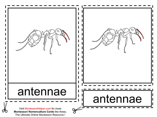 Montessori Parts of an Ant Materials Age 3 to 6 | PDF