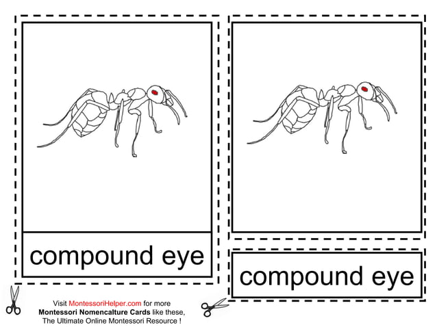 Montessori Parts of an Ant Materials Age 3 to 6 | PDF