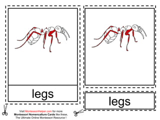 Montessori Parts of an Ant Materials Age 3 to 6 | PDF