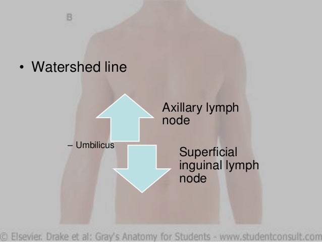 Ant abdominal wall-1