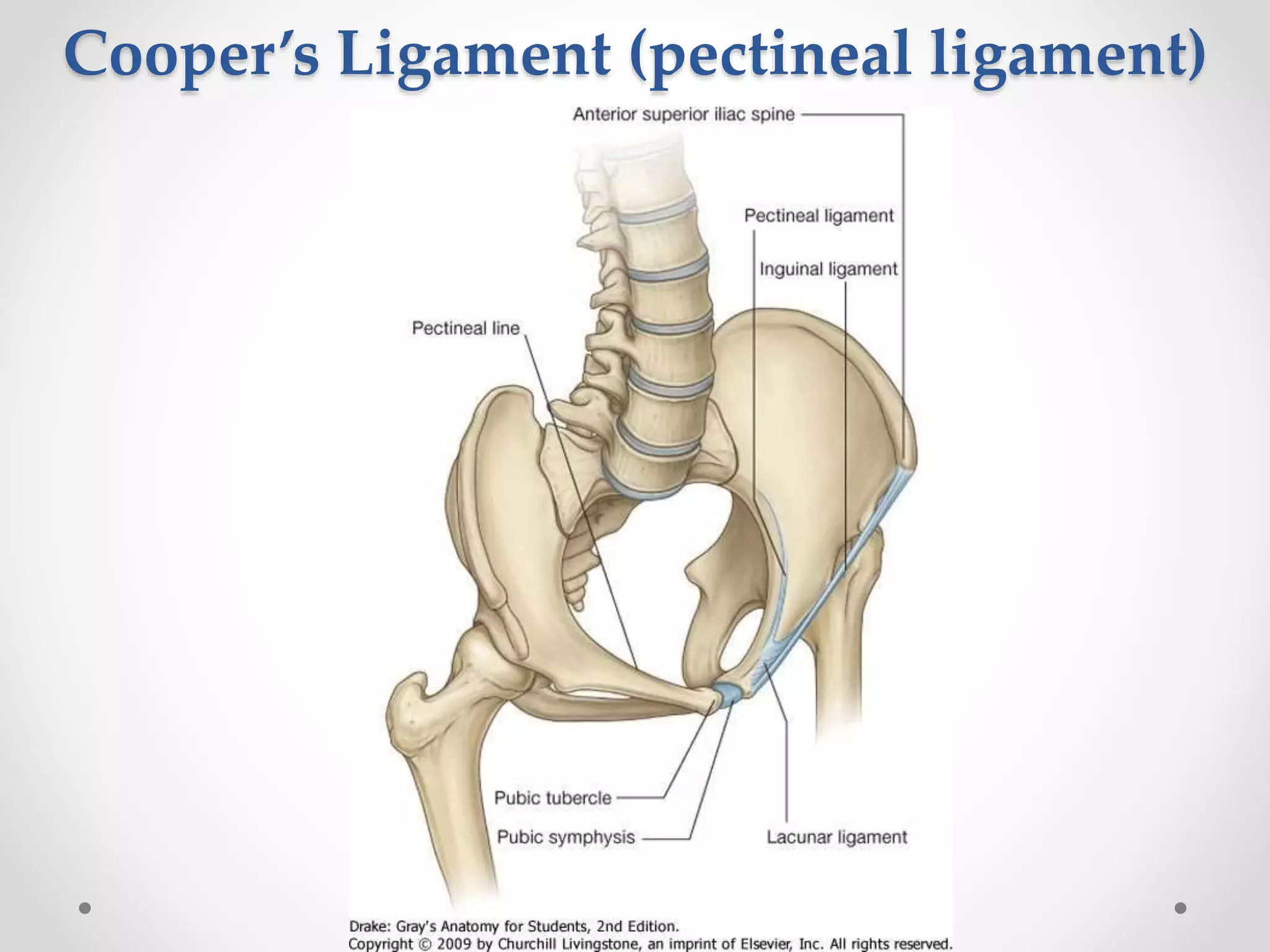 Surgical Anatomy of anterior abdominal wall | PPTX