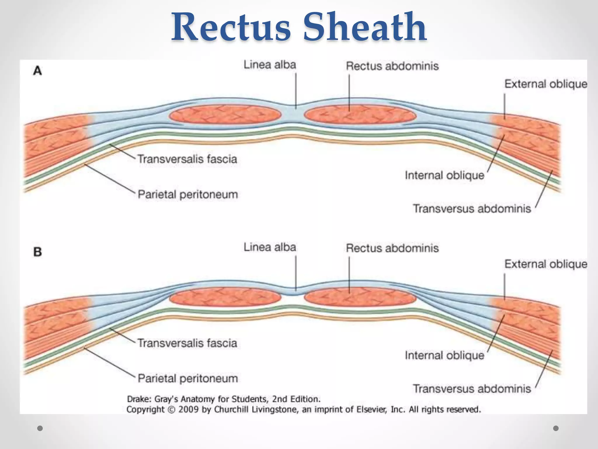 Surgical Anatomy of anterior abdominal wall | PPTX