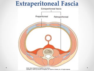 Extraperitoneal Fascia