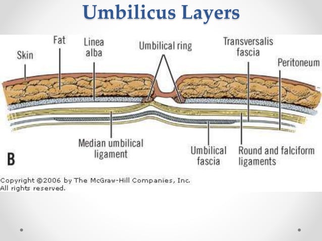 Surgical Anatomy Of Anterior Abdominal Wall