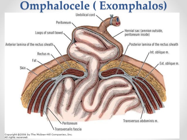 Surgical Anatomy Of Anterior Abdominal Wall