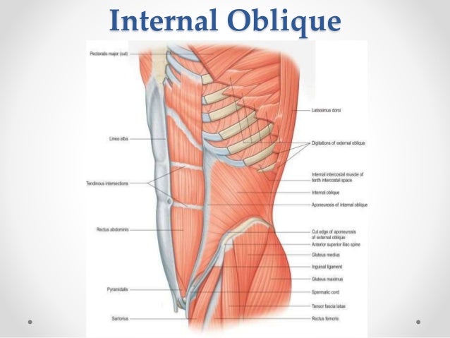 Surgical Anatomy Of Anterior Abdominal Wall