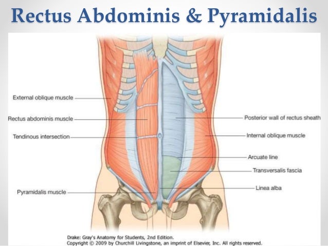 Surgical Anatomy Of Anterior Abdominal Wall