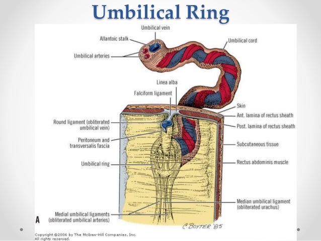Surgical Anatomy of anterior abdominal wall