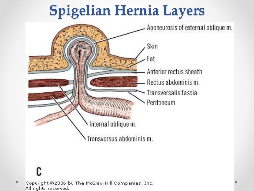 Surgical Anatomy Of Anterior Abdominal Wall