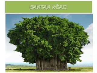 Anıt agaclar | PPTX