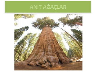 Anıt agaclar | PPTX