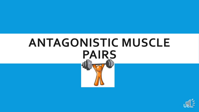 GCSE PE Revision: Antagonistic muscle pairs | PPTX