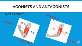 GCSE PE Revision: Antagonistic muscle pairs | PPTX