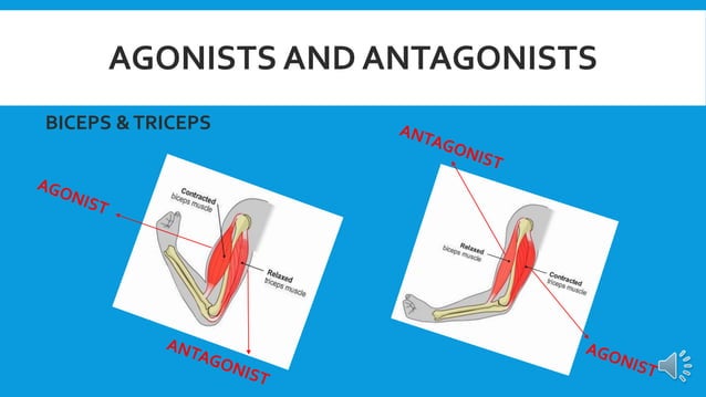 GCSE PE Revision: Antagonistic muscle pairs | PPTX