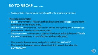 GCSE PE Revision: Antagonistic muscle pairs | PPTX