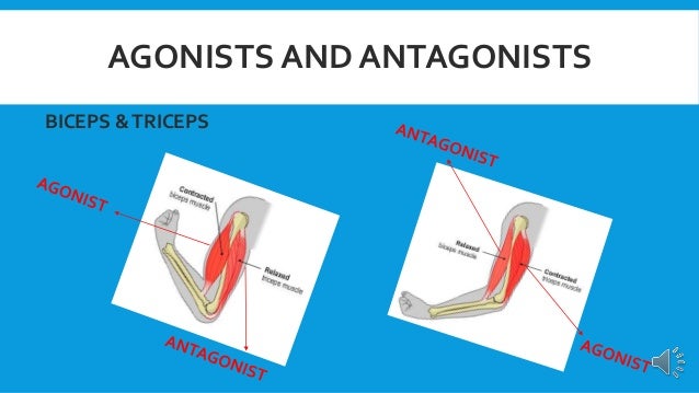 GCSE PE Revision: Antagonistic muscle pairs GCSE PE Revision: Antagonistic muscle pairs