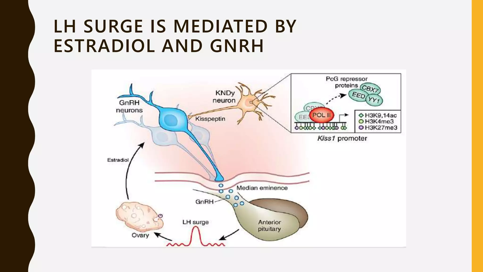 GnRH Agonist Versus GnRH Antagonist | PPTX