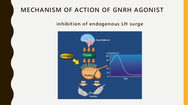 GnRH Agonist Versus GnRH Antagonist