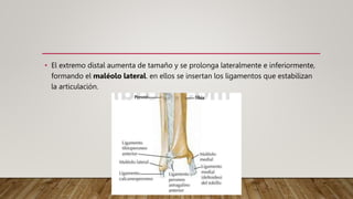Antamia quirúrgica PIERNA.pptx