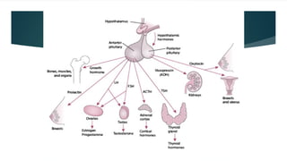 Anterior and Posterior Pituitary.pptxxxx | PPTX