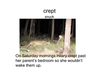 Antarctic Journal | PDF