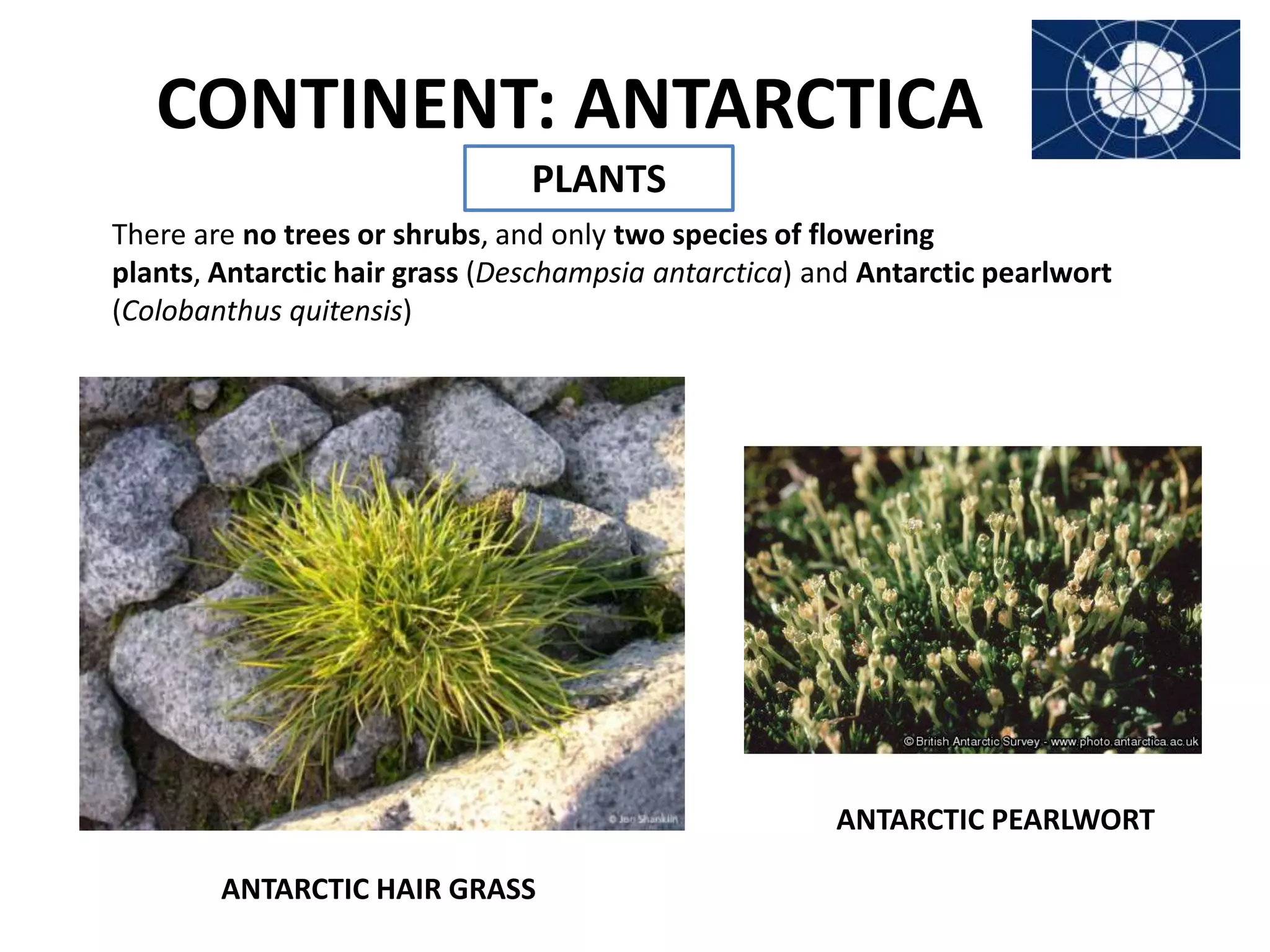 Antarctica | PPTX