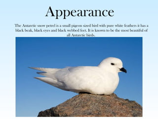 Antarctica snow petrel | PPT