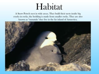 Antarctica snow petrel | PPT