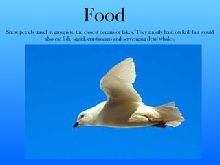 Antarctica snow petrel | PPT
