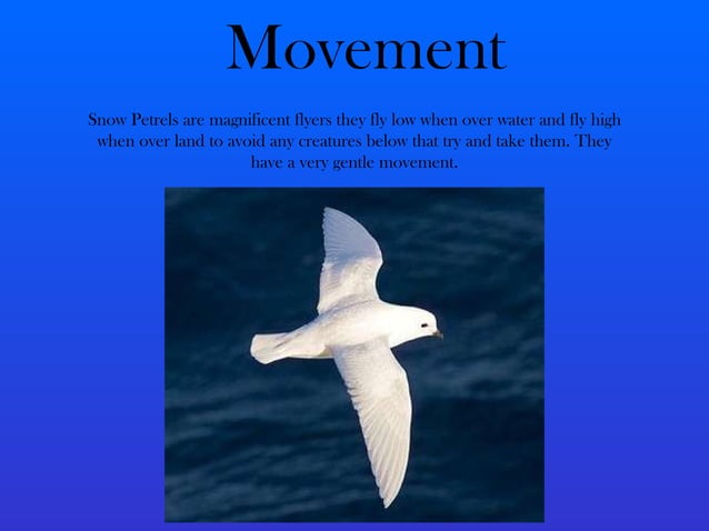 Antarctica snow petrel | PPT