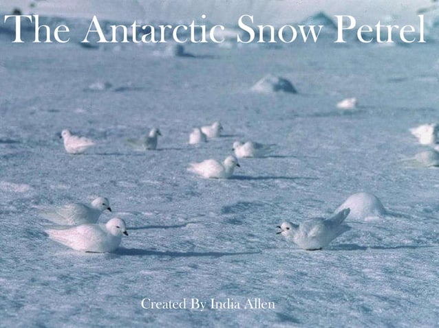 Antarctica snow petrel | PPT