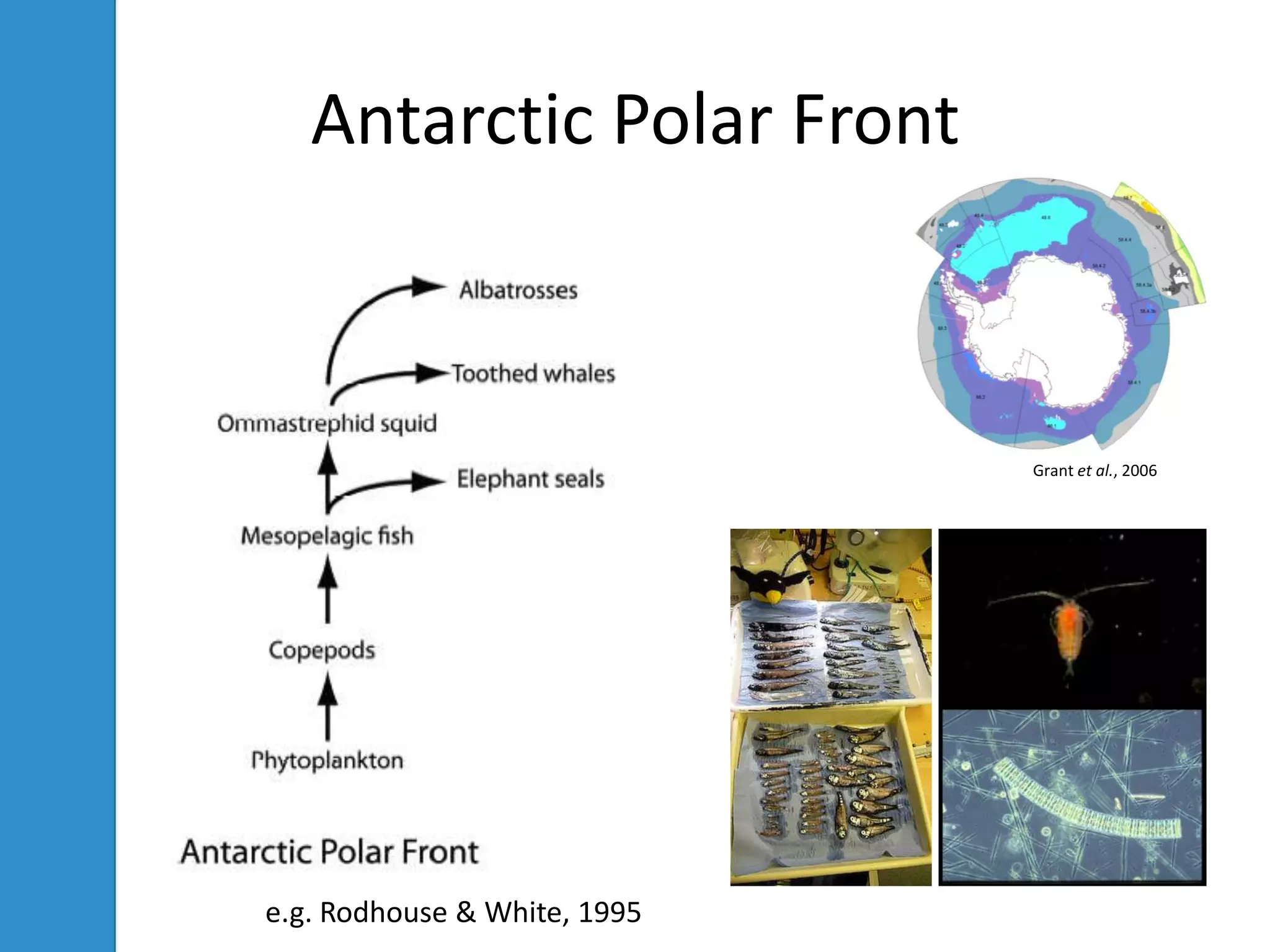 Antarctic pelagic food webs | PPT