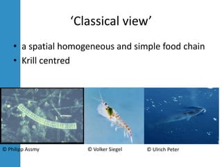 Antarctic pelagic food webs | PPTX