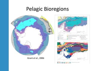 Antarctic pelagic food webs | PPT