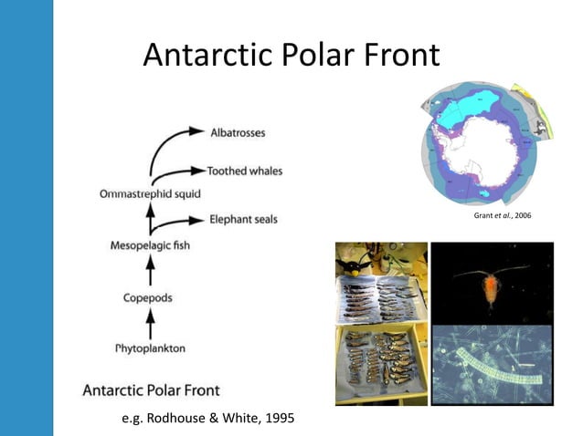 Antarctic pelagic food webs | PPT