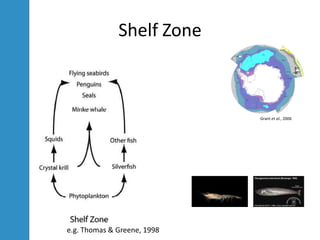 Antarctic pelagic food webs | PPT