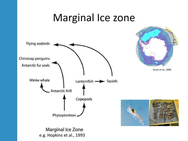 Antarctic pelagic food webs | PPT