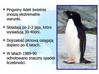 Antarktyka -Przyroda | PPT