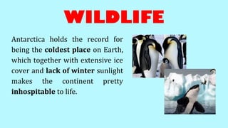Antartica wildlife | PPT